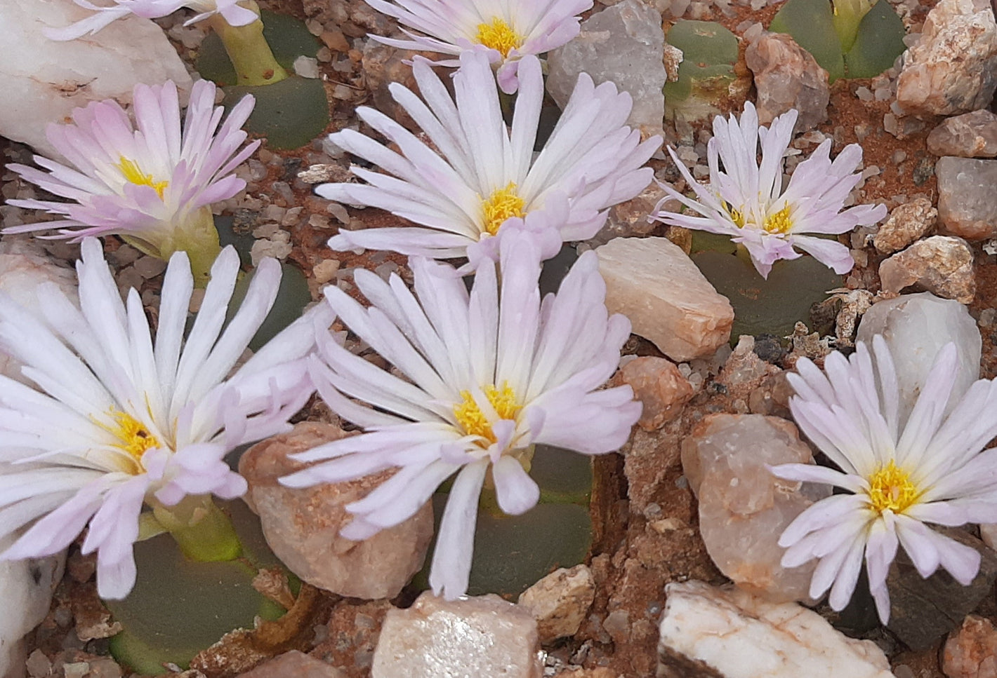 Mira Mesembs - Specialist Succulent Nursery