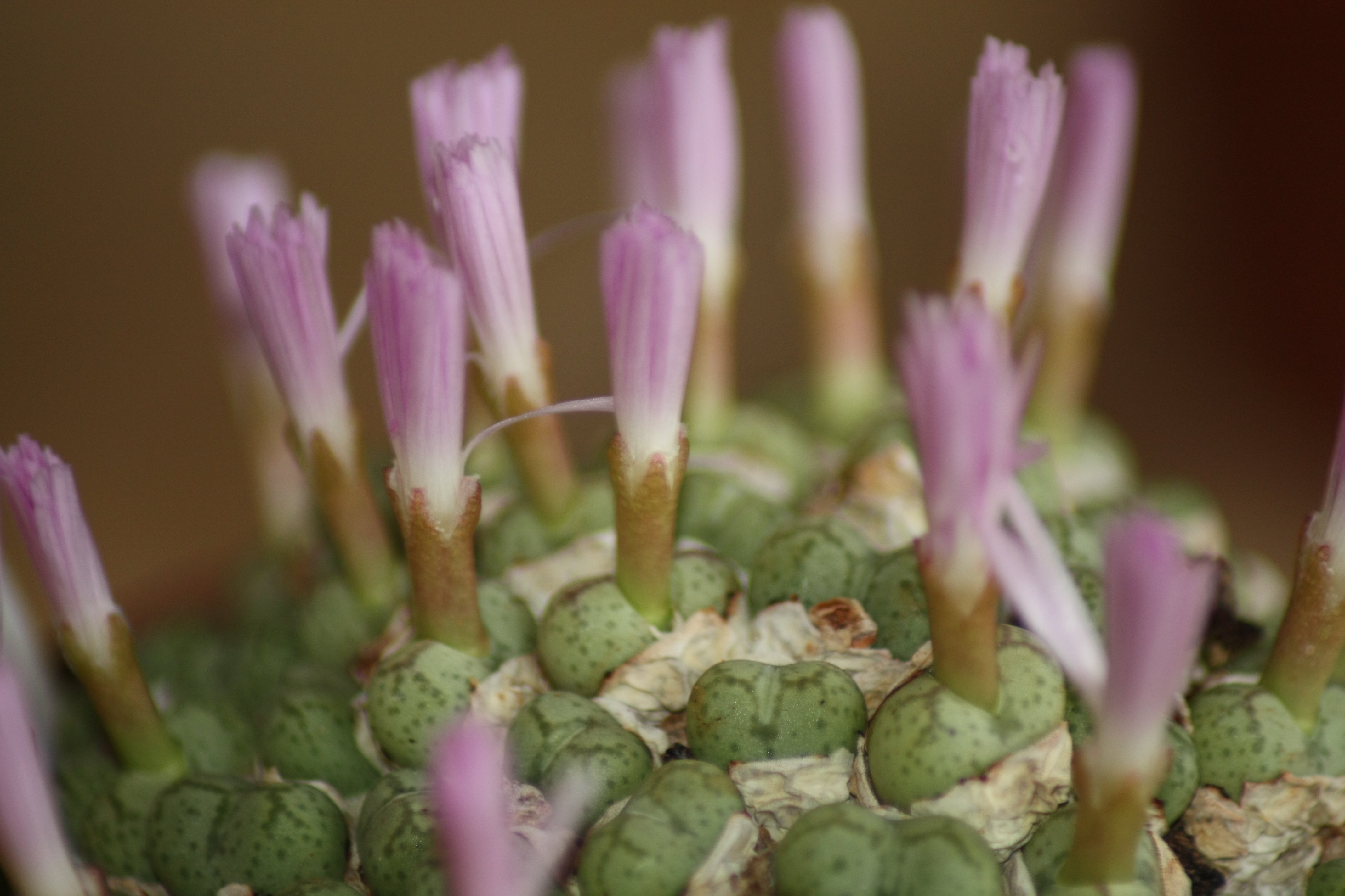 Mira Mesembs - Specialist Succulent Nursery