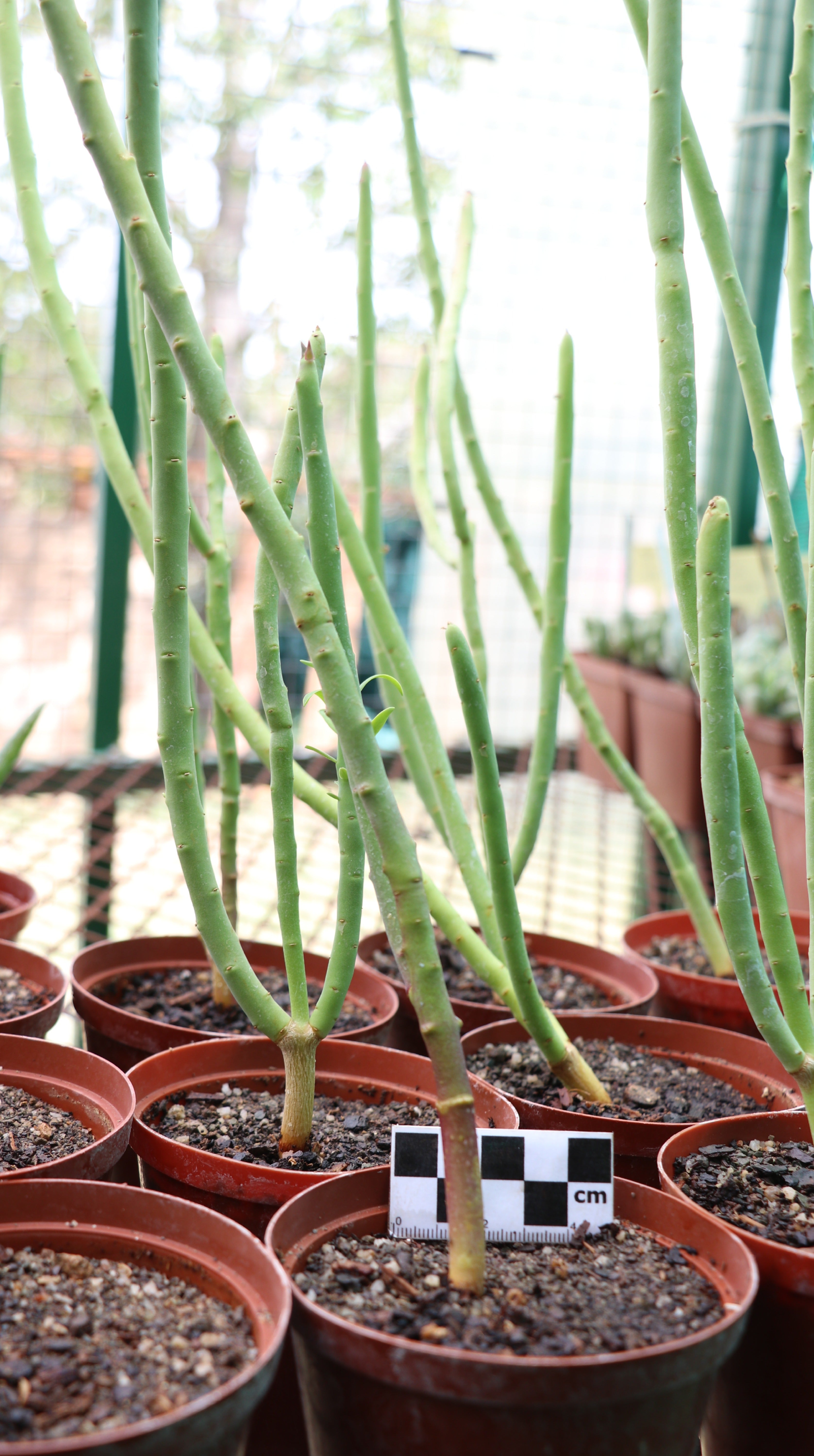 Euphorbia mauritanica (Pencil Bush) – Mira Mesembs