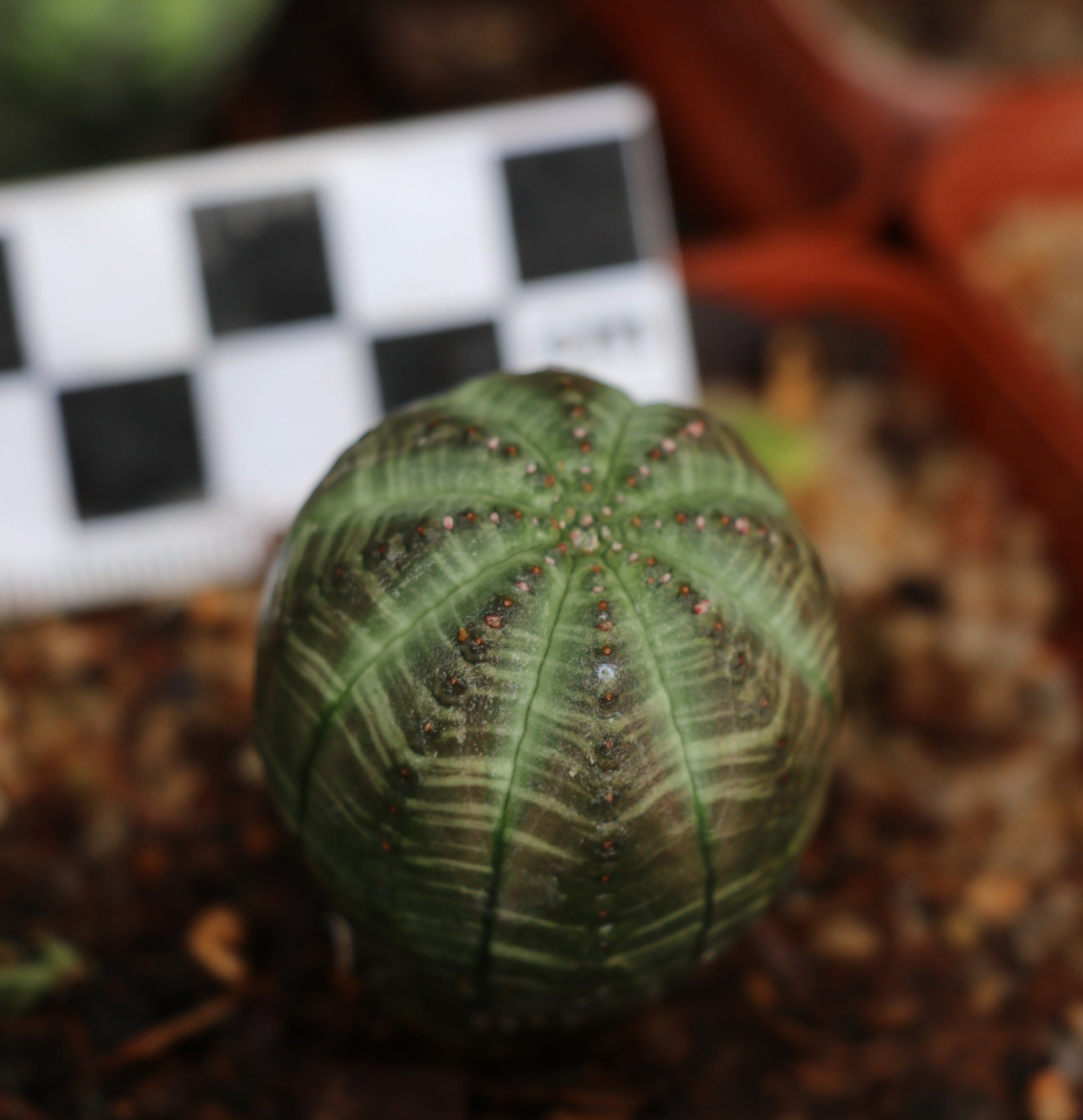 Euphorbia obesa (Baseball Plant, Vetmensie) – Mira Mesembs